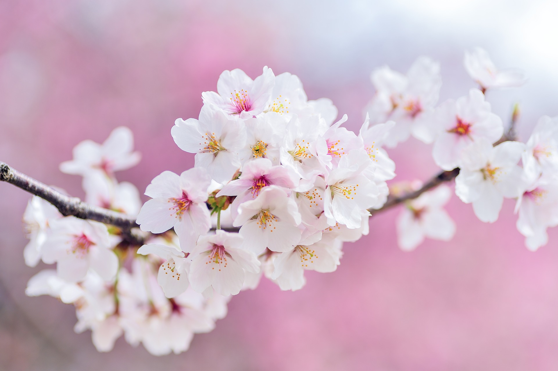 Permanent resident requirement 3 National interest | Life in Japan